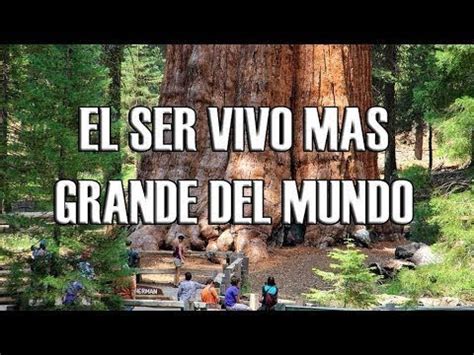 Cuál es el ser vivo más grande del planeta YouTube