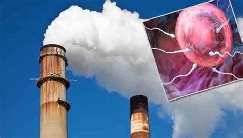 Does Air Pollution Affect Male Fertility And Semen Quality