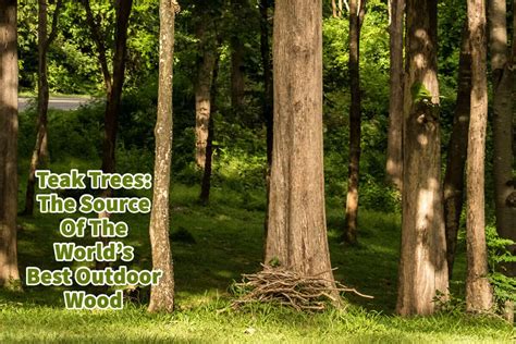 Teak Trees The Source Of The Worlds Best Outdoor Wood Mondoro