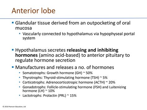 Solution 3 Endocrine System Hypothalamus And Pituitary Gland Part 1