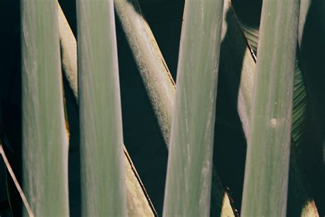 배경 화면 생명 여행 야생 여름 추상 나무 녹색 조직 자연 생태학 아름다움 햇빛 닫다 숲 편하게