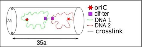 Figure 1 From The Role Of Polymer Architecture In The Entropy Driven Segregation And Spatial