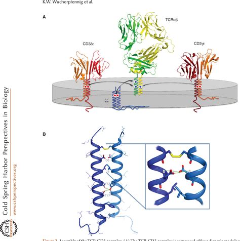 Figure 3 From Structural Biology Of The T Cell Receptor Insights Into