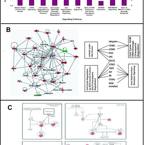 Expression Profile Of Zebrafish Estrogen Responsive Genes A Total Of