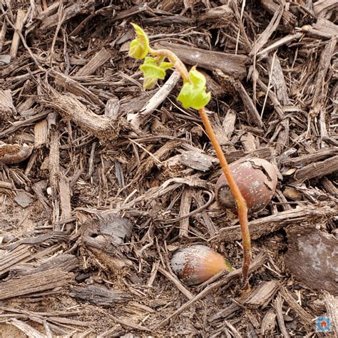 Discovering The Acorn Life Cycle During Morning Walks Engineer To Sahm