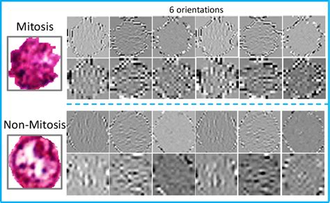 figure 3 from automated mitosis detection in histopathology based on