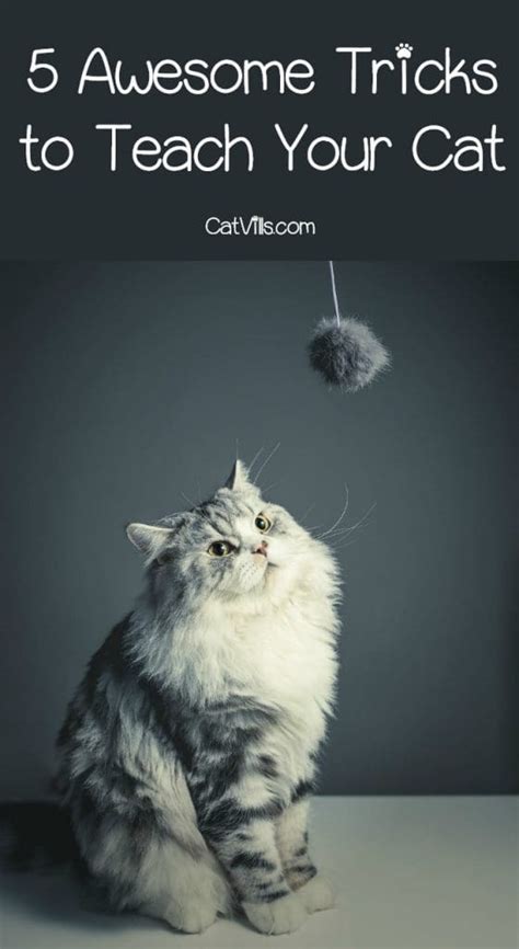 5 Incredibly Impressive Tricks To Teach Your Cat Catvills