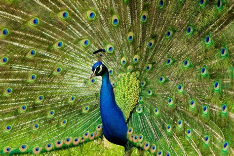 30 Facts About Sexual Selection