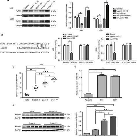 Runt Related Transcription Factor 1 Runx1 Feedback Promoted