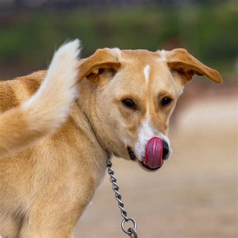 Cute Brown Dog Lick His Nose Stock Image Image Of Breed Cute 244850451