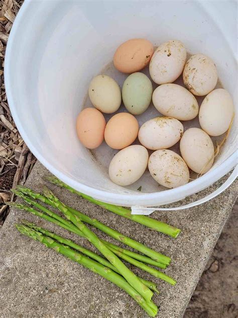 The Difference Between Chicken Eggs Vs Duck Eggs Donvey Farms
