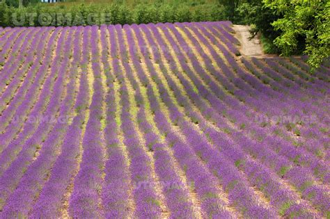 라벤더꽃밭 유토이미지 상세페이지 베이직샵 사진 20542682