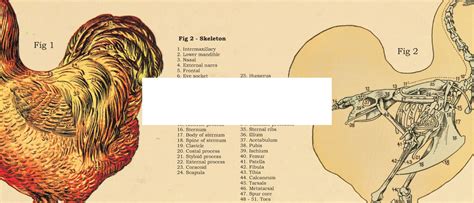 Chicken Anatomy Posters Body Of Elements