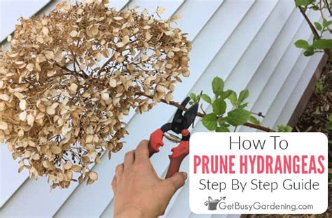 Pruning Hydrangeas Complete Step By Step Guide Get Busy Gardening