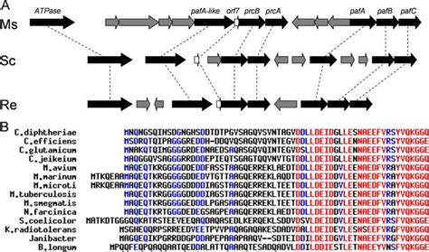 A Genomic Organization Of Putative Proteasome Genes In M Smegmatis Download Scientific