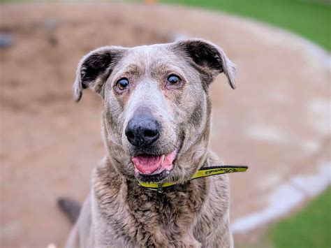 Adopt A Crossbreed Rescue Dog Tilly Dogs Trust