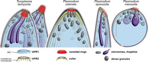 Apicomplexans Plasmodium