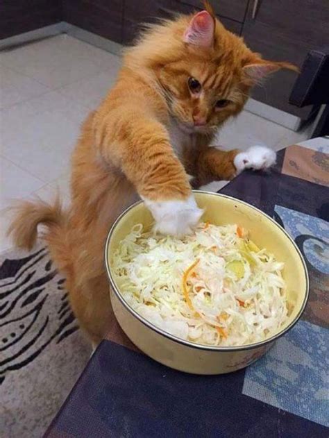 Котоприколы / Питомцы