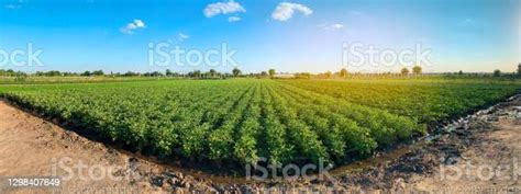 화창한 날에 농장에 감자 농장과 아름다운 농업 전망의 파노라마 사진 농업과 농업 Agribusiness 농업 산업 유기농 채소