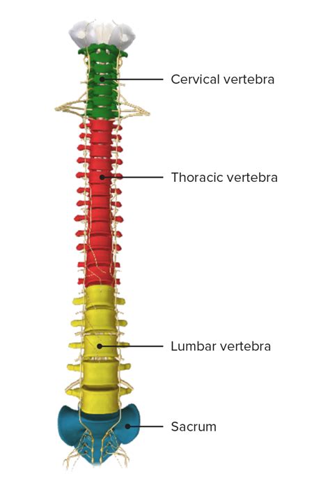 Vetores De Anatomia Da Coluna Vertebral Humana Segmentos Da Coluna