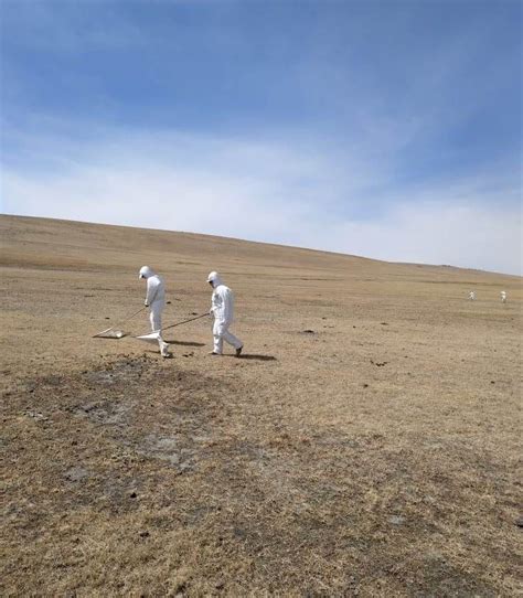 Хээрийн бүс нутагт хачигт халдварын тандалт судалгаа хийж байна