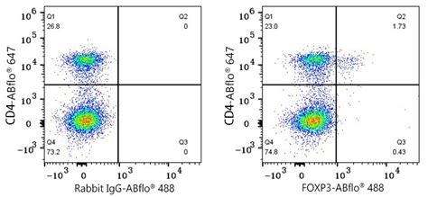 Abflo® 488 Rabbit Anti Mouse Foxp3 Mab 단일클론항체mab Abclonal
