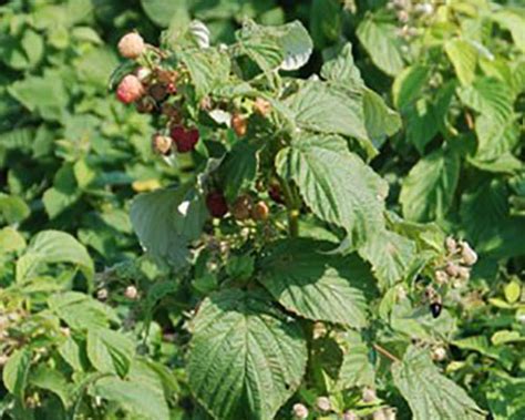 Prune Out Raspberry Pest Problems WHAVWHAV