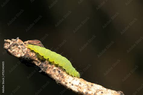 透明感のある黄緑色のマエアカスカシノメイガの幼虫自然光ストロボマクロレンズ接写 Stock Photo Adobe Stock