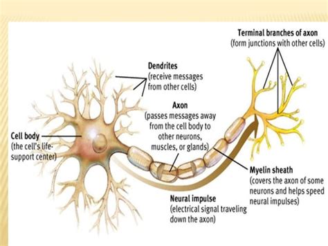 Neuron And Its Structural And Functional Type By Murtaza Syed Pptx