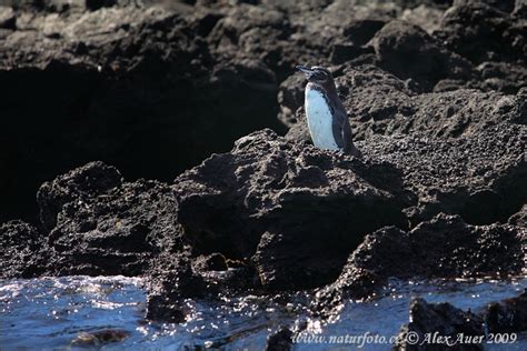 Spheniscus Mendiculus Pictures Galapagos Penguin Images Nature