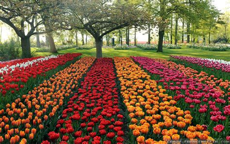 Rose Garden Desktop Wallpapers Wallpaper Cave