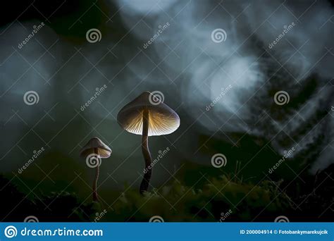 Foto Macro De Cogumelos Na Floresta Escura Musgo No Primeiro Plano