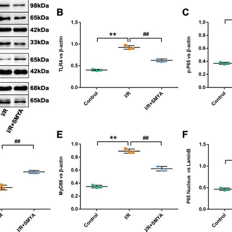 Smya Inhibits Myocardial Tlr4nf κb Pathway A Western Blot Method To