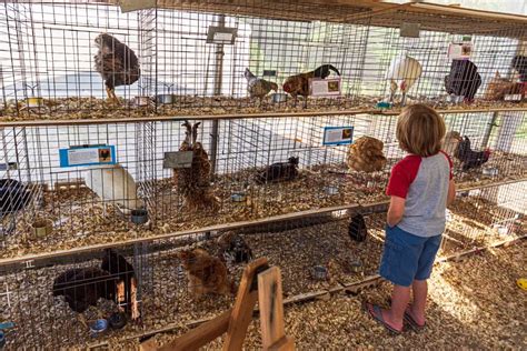 Poultry Show Chesterfield County Fair