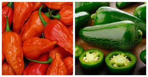 Jalapeño Vs Ghost Pepper How Are They Different Holisticwow