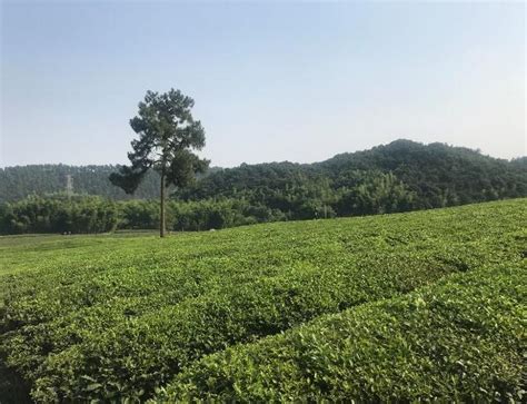 外地户口可以买径山竹茶园墓地吗陵园动态径山竹茶园