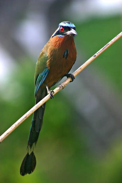 Bellas Aves De El Salvador Momotus Momota Coeruliceps Talapo Pájaro