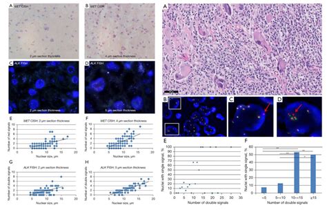Study Of Polyploidy Leading To False Positives In FISH Creative Bioarray