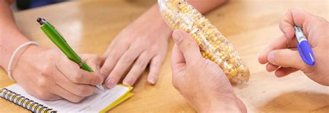 Corn Plastic At Home Kansas Corn Stem