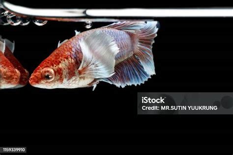 シャムの戦いの魚ベッタの素晴らしさ黒い背景にカラフルな魚ハーフムーンベッタ かわいがられているペットのストックフォトや画像を多数ご用意
