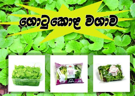 උපුටා ගැනීම රුහුණු කෘෂි Facebook