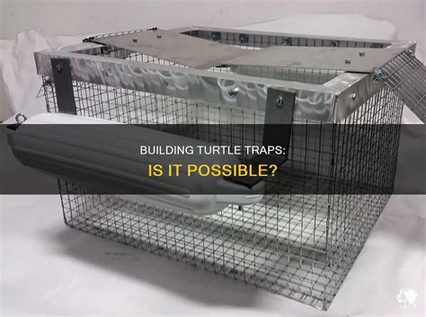 Building Turtle Traps Is It Possible PetShun