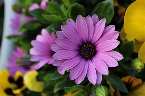 Flower Spanish Margriet Bloom Free Photo On Pixabay Pixabay
