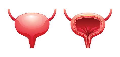 Human Bladder Anatomy Urinary System Vector Illustration Isolated On White Background