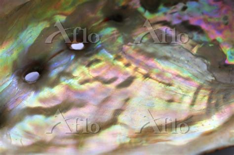 貝殻内側の構造色（虹色） 178985479 の写真素材 アフロ