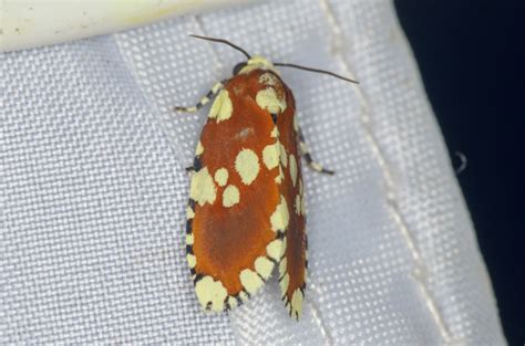 花夜蛾：官山国家级自然保护区 中国自然保护区生物标本资源共享平台