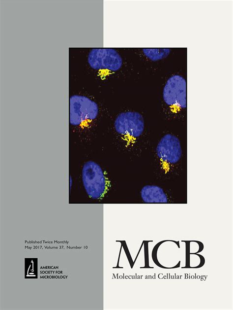 La Deletion From Mouse Brain Alters Pre Trna Metabolism And Accumulation Of Pre 5 8s Rrna With