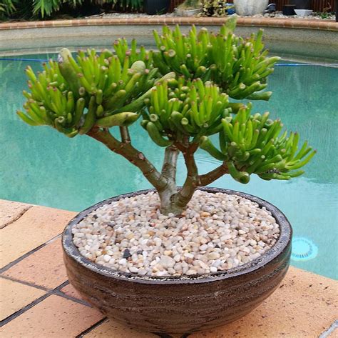 The Succulent Guy On Instagram Bonsai Crassula Ovata Coral