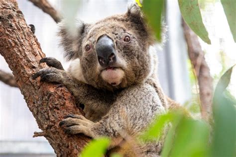 6 годишен събра 87 000 долара за спасяване животните в Австралия Новите родители