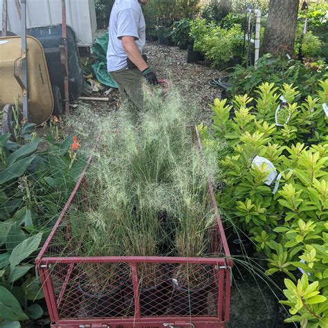 Muhlenbergia Capillaris White Cloud ~ White Cloud Muhly Grass